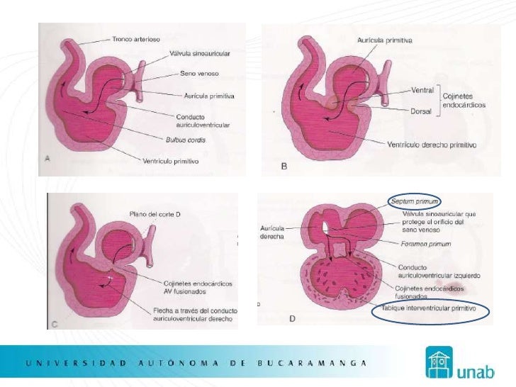 Desarrollo embrionario del corazón final