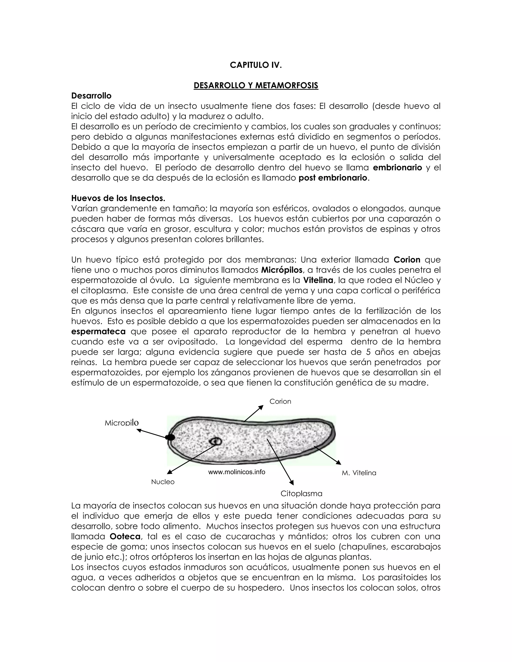 Desarrollo embrionario de los insectos | PDF