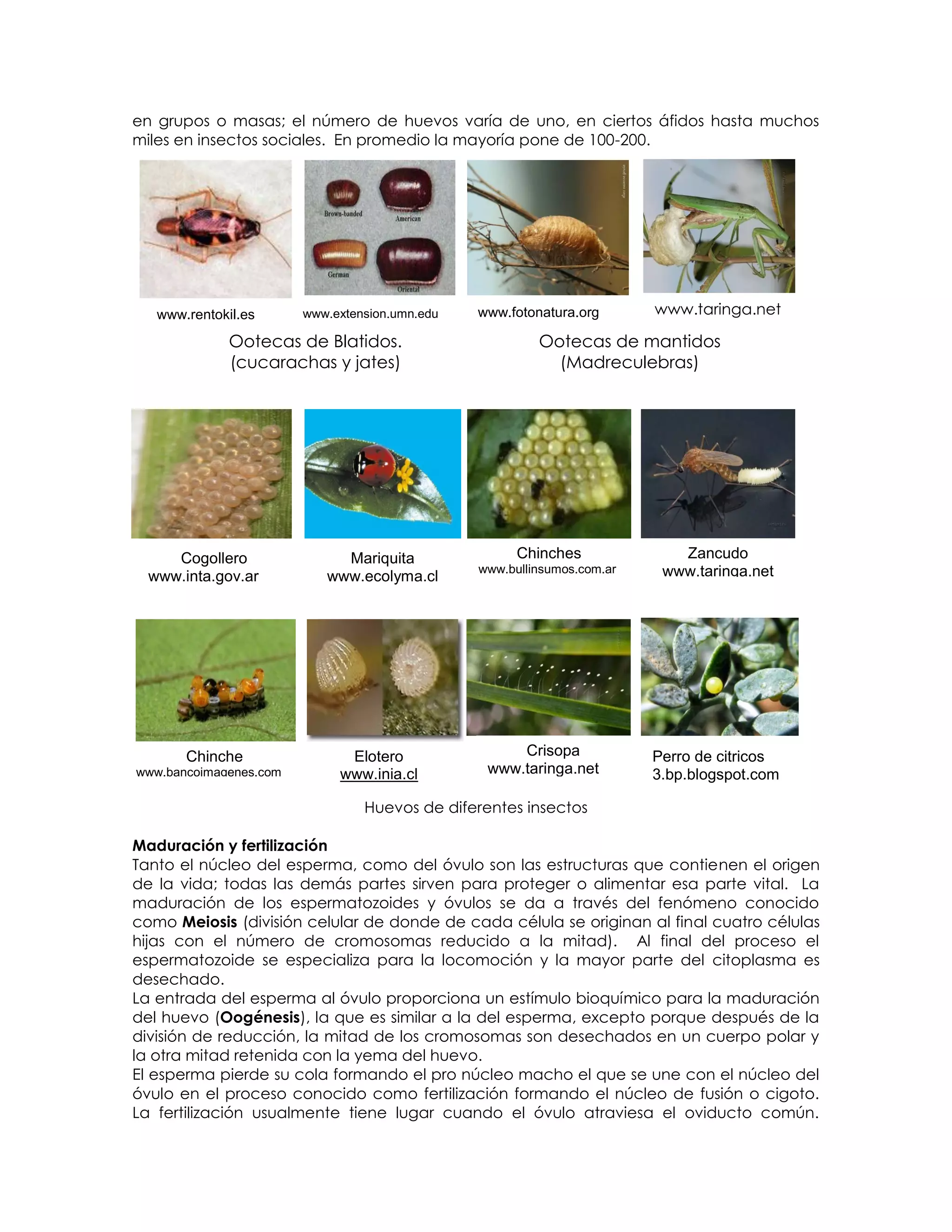 Desarrollo embrionario de los insectos | PDF