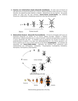 Desarrollo embrionario de los insectos | PDF