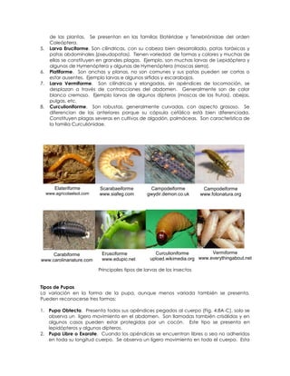 Desarrollo embrionario de los insectos | PDF
