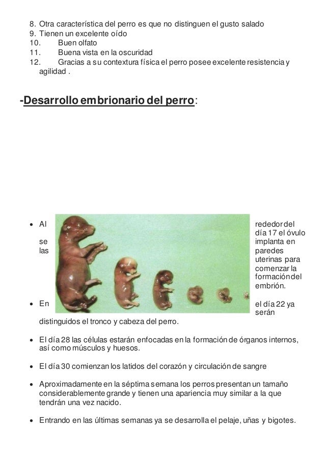Desarrollo embrionario del perro