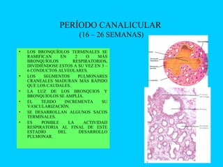 Desarrollo embrionario digestivo respiratorio | PPT