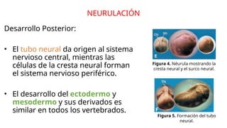 DESARROLLO EMBRIONARIO EN ANFIBIOS EN PESQUERIA | PPTX | Infertility ...