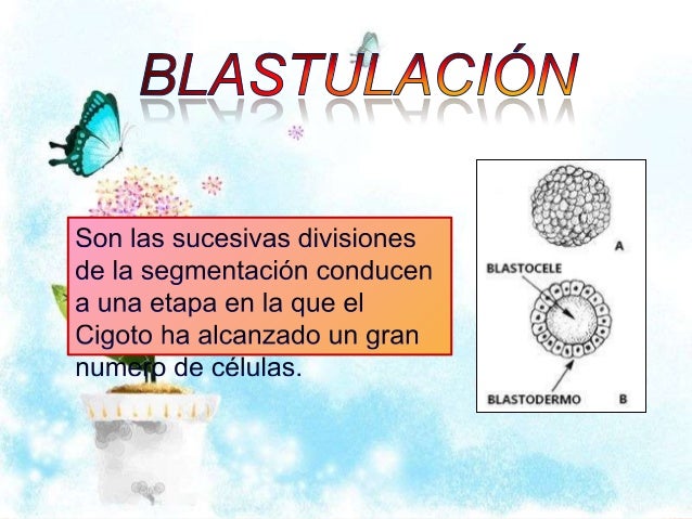 Blastulacion