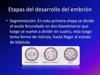 Desarrollo embrionario | PPTX