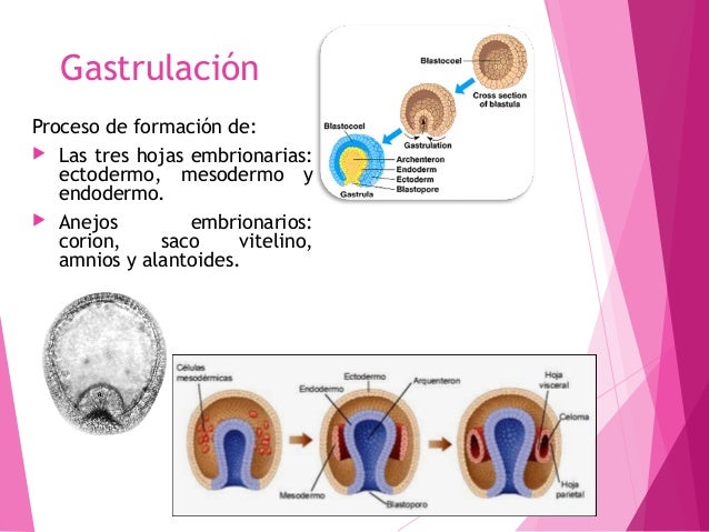 Desarrollo embrionario maria gandica