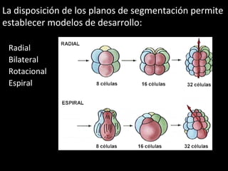 Presentación sobre desarrollo embrionario ppt.pdf