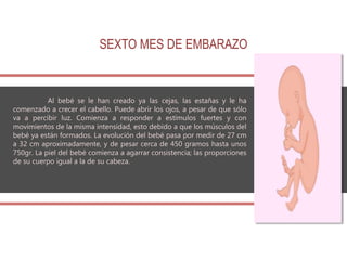Desarrollo Embrionario | PPTX