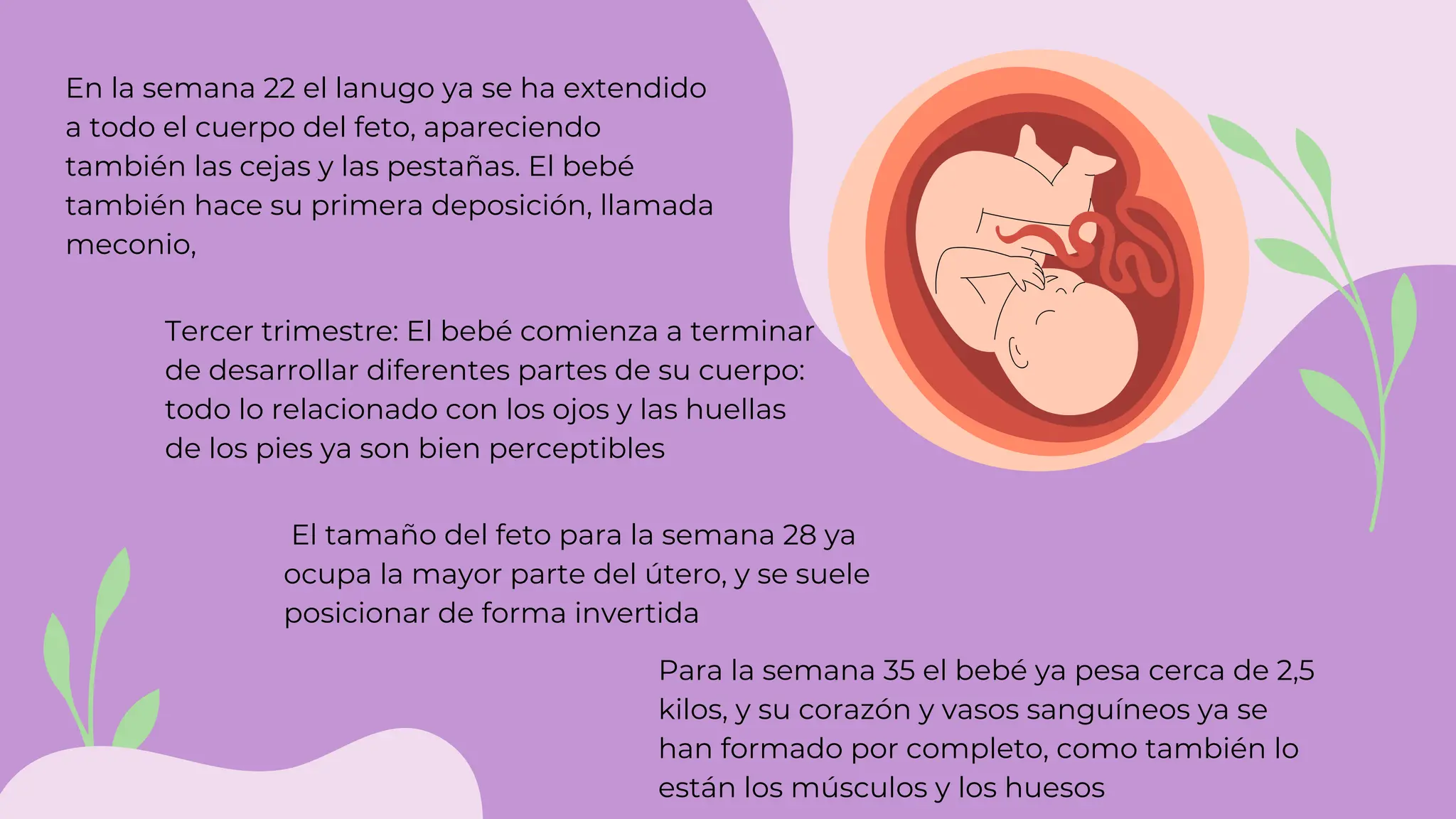 Desarrollo embrionario y fetal en el humano | PDF