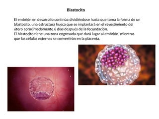 Desarrollo embrionario y fetal.pptx. Ginecología | PPTX