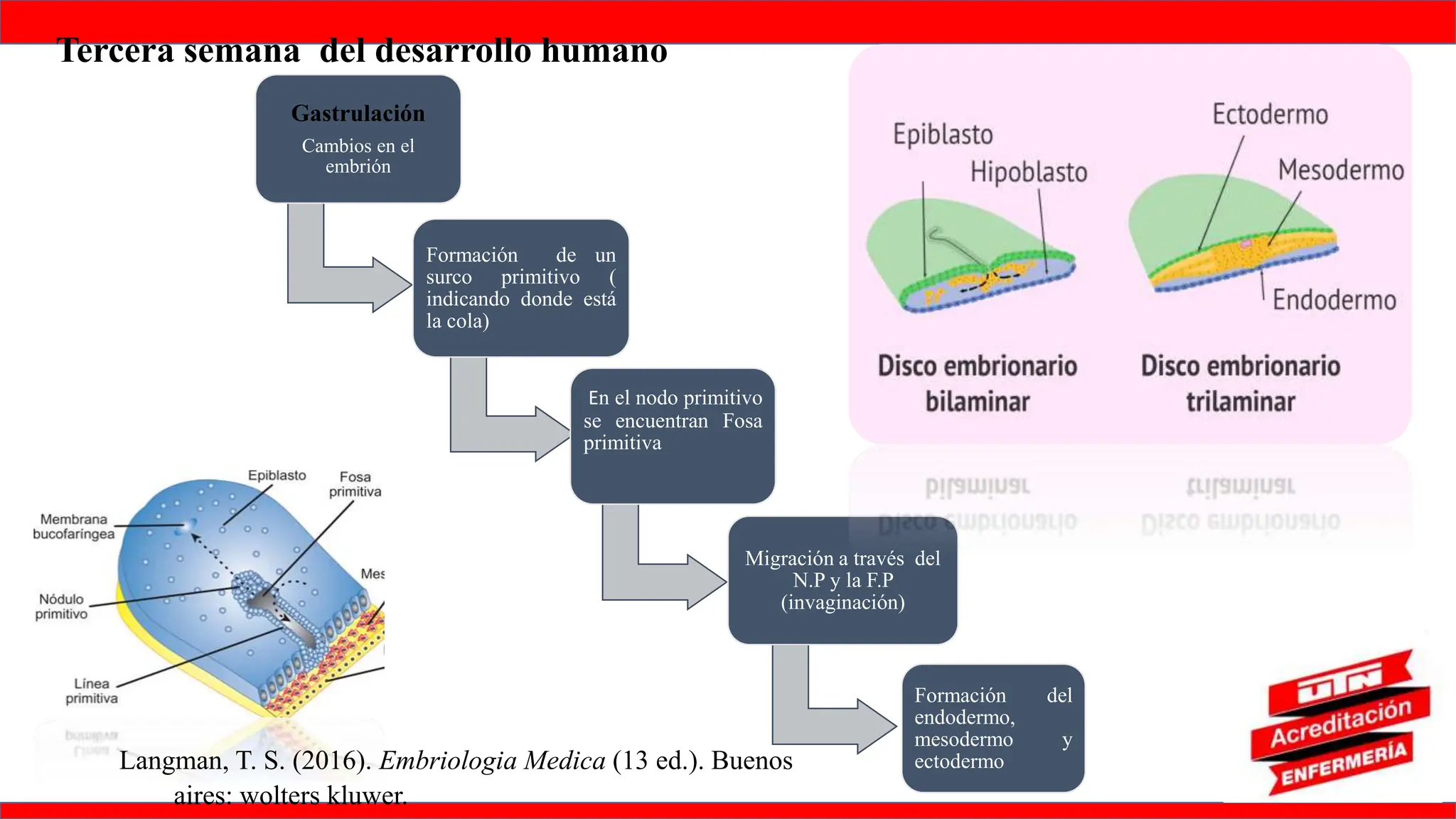 DESARROLLO EMBRIONARIO Y FETAL desde la concepcion | PPTX
