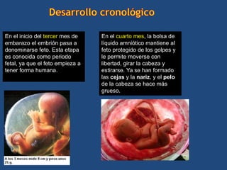 Desarrollo embrionario y parto | PPTX