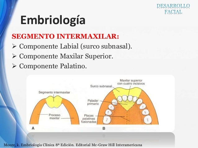 Desarrollo Facial