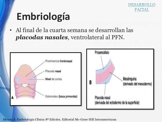 Desarrollo Facial