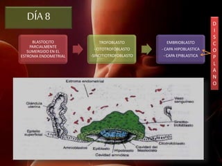 Desarrollo embrionario | PPTX