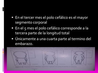 Desarrollo fetal | PPTX