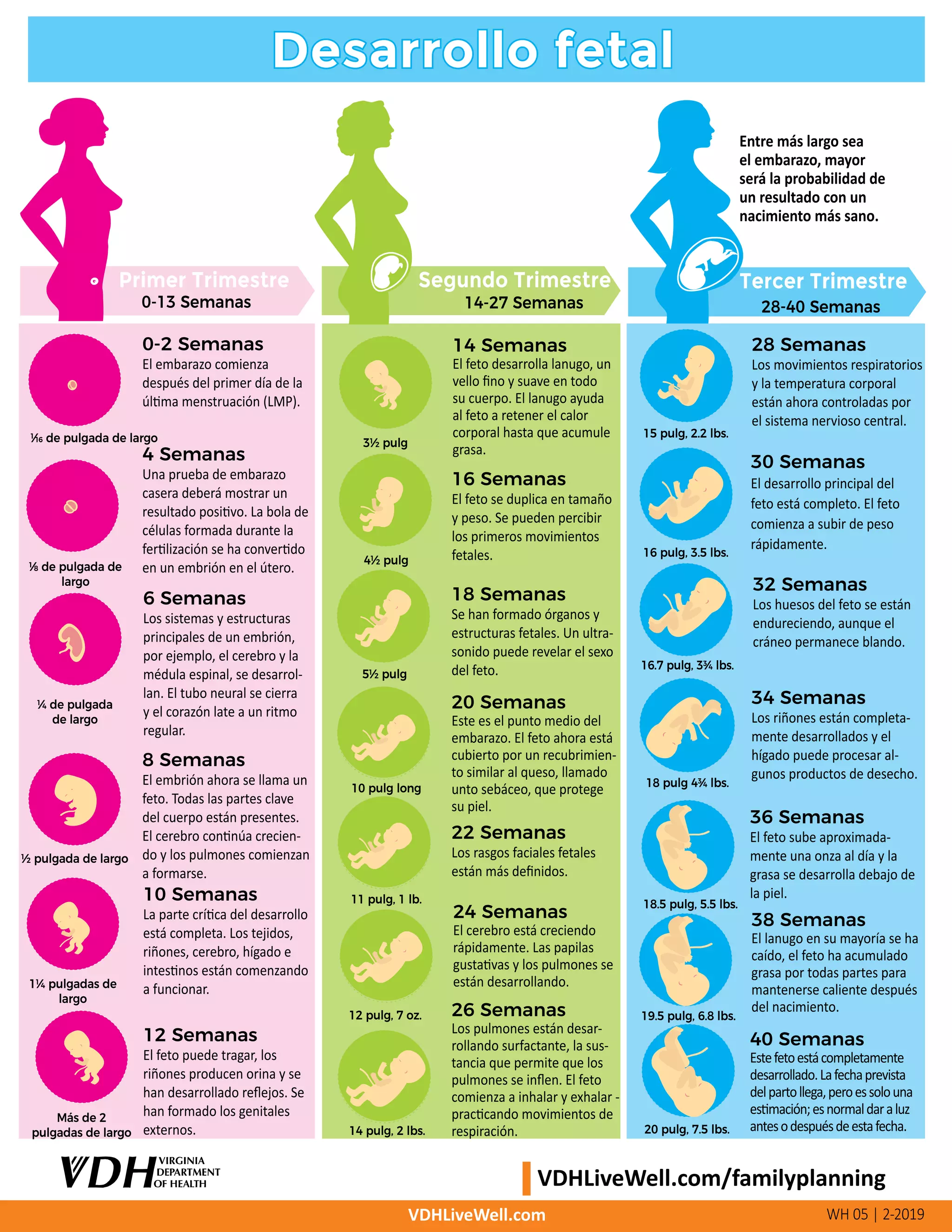 Desarrollo fetal de la semana 0 hasta la 40 de gestación | PDF