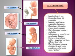 desarrollo fetal y sus diferentes etapas.pptx