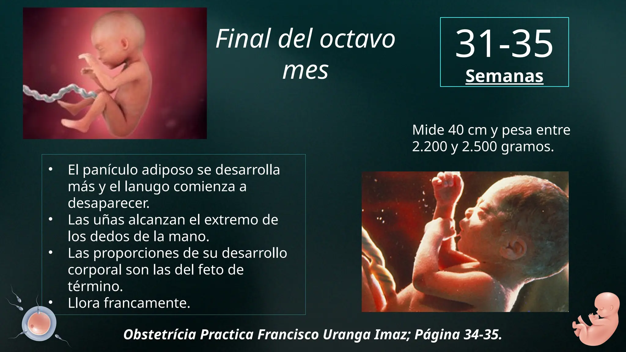 desarrollo fetal semana 9 hasta la 40.pptx