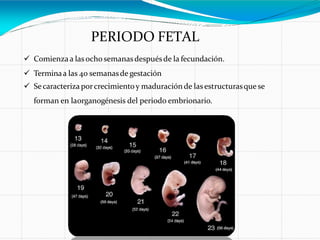 DESARROLLO FETAL-ED presentación medicina UNAM | PDF