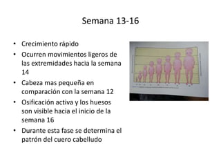 Desarrollo fetal (semana 13 25) | PPTX
