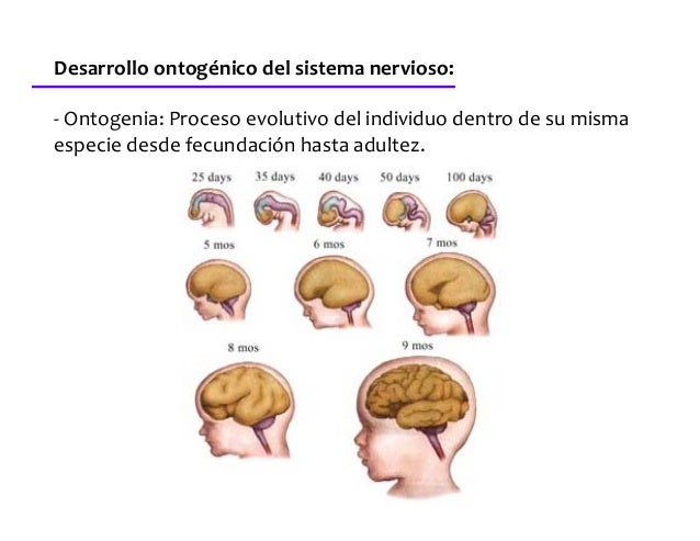 Desarrollo filogenético y ontogenético del Sistema nervioso