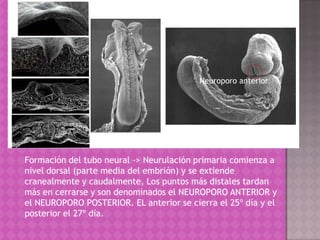 Desarrollo humano 3era semana | PPTX