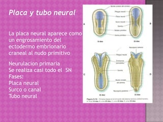 Desarrollo humano 3era semana | PPTX