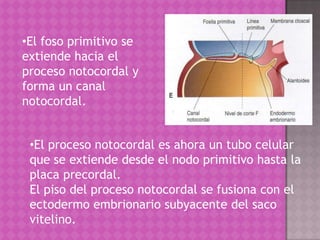 Desarrollo humano 3era semana | PPTX
