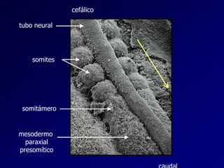 Desarrollo mesodermo | PDF