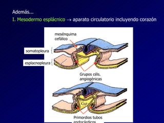Desarrollo mesodermo | PDF