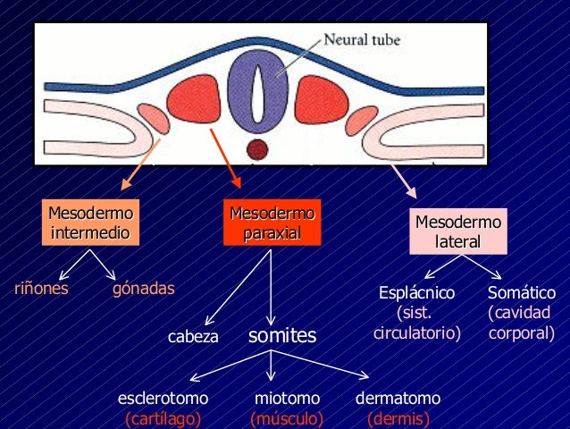 Desarrollo mesodermo