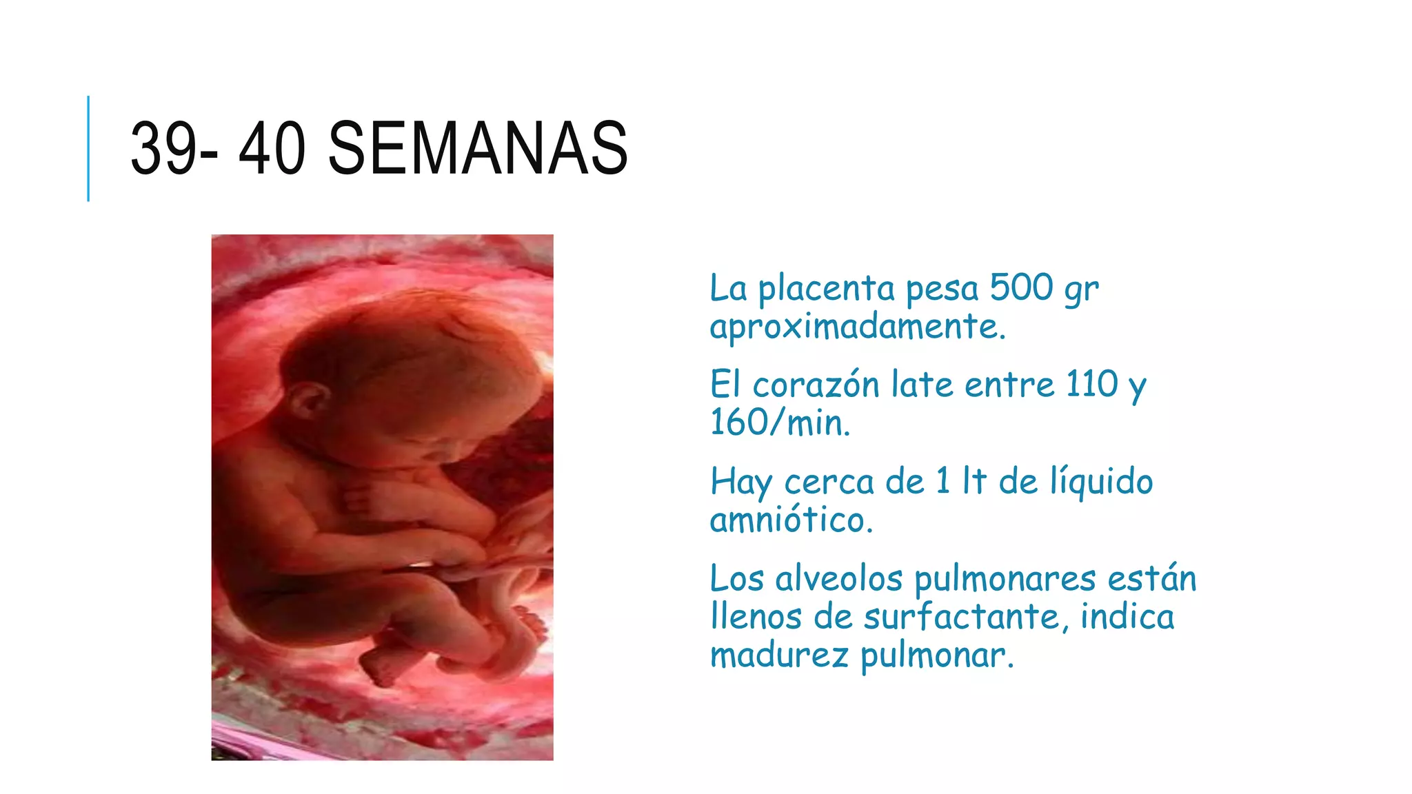 Desarrollo morfológico y funcional del feto | PPT