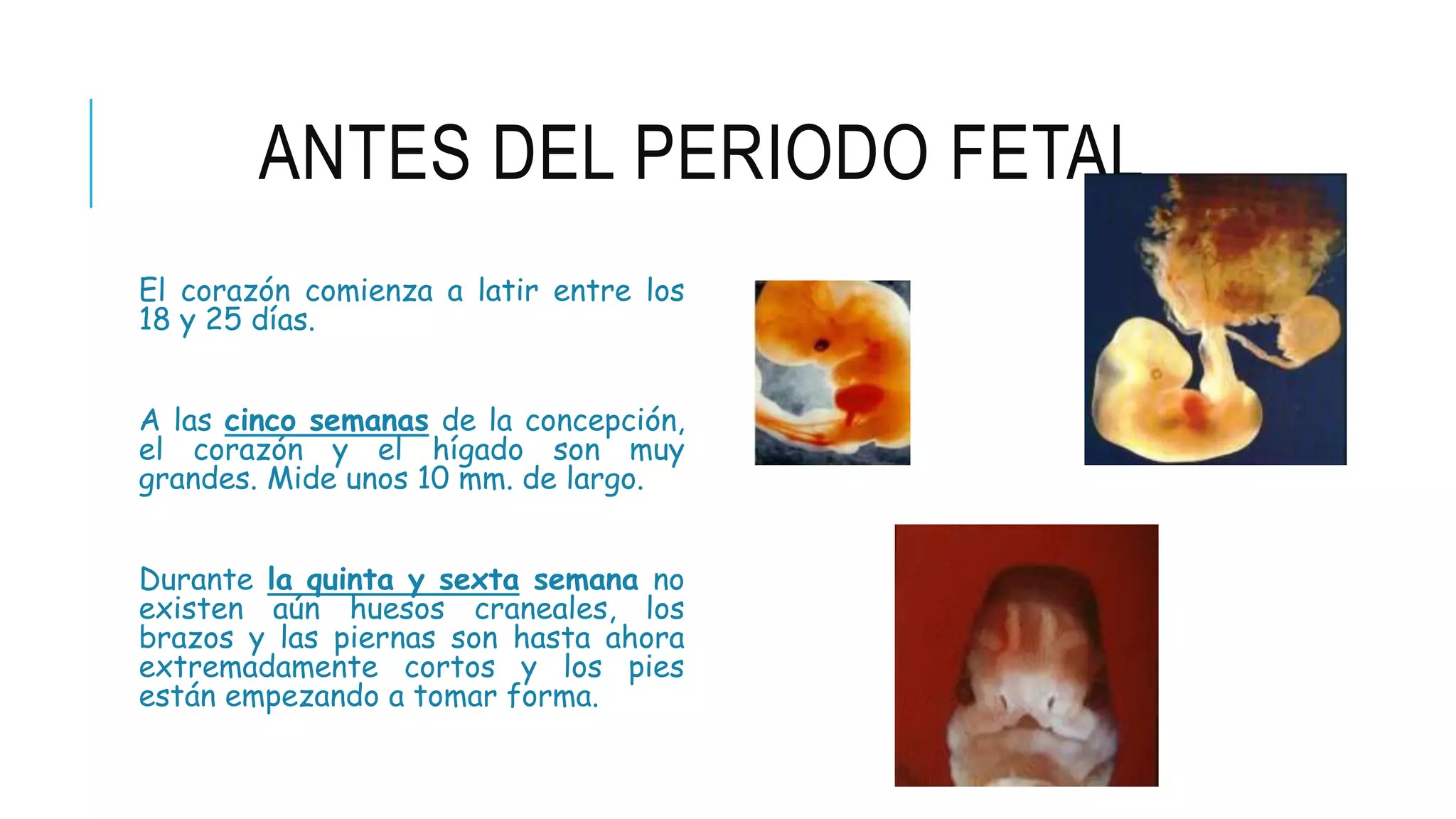 Desarrollo morfológico y funcional del feto | PPT