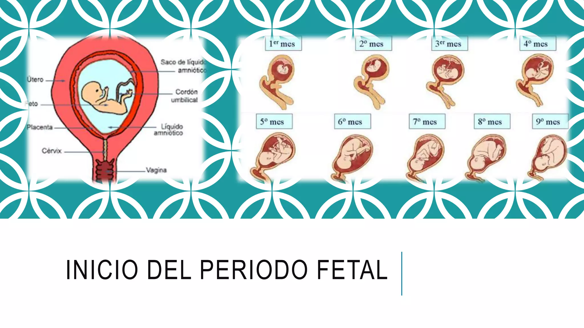 Desarrollo morfológico y funcional del feto | PPT
