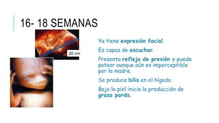 Desarrollo morfológico y funcional del feto | PPTX