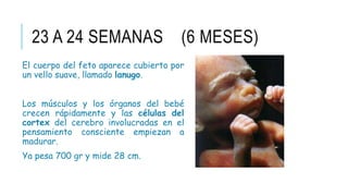 Desarrollo morfológico y funcional del feto | PPTX