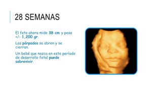 Desarrollo morfológico y funcional del feto | PPTX