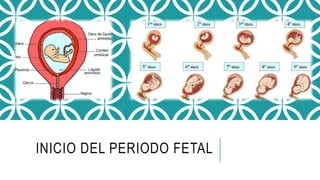 Desarrollo morfológico y funcional del feto | PPTX