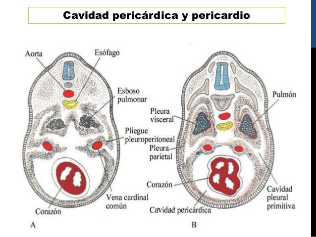 Desarrollo normal del celoma. embriología y genetica. umsa. dr. igor