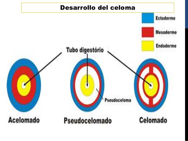 Desarrollo normal del celoma. embriología y genetica. umsa. dr. igor