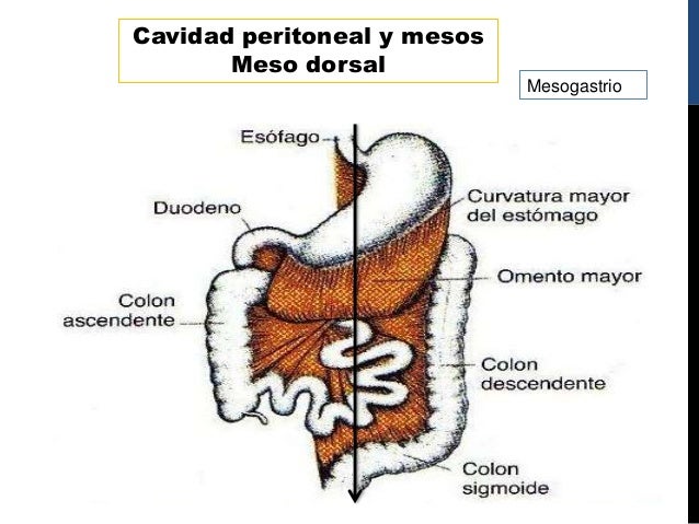 Desarrollo normal del celoma. embriología y genetica. umsa. dr. igor