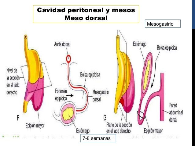 Desarrollo normal del celoma. embriología y genetica. umsa. dr. igor