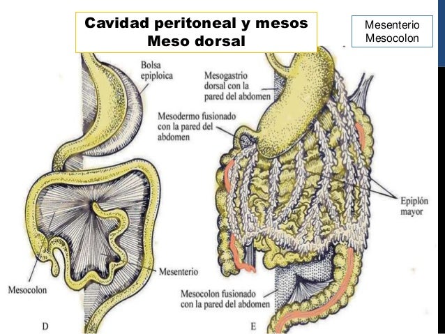 Desarrollo normal del celoma. embriología y genetica. umsa. dr. igor