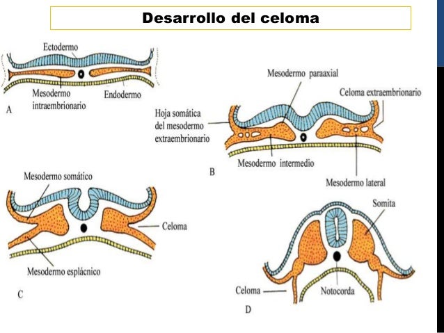 Desarrollo normal del celoma. embriología y genetica. umsa. dr. igor
