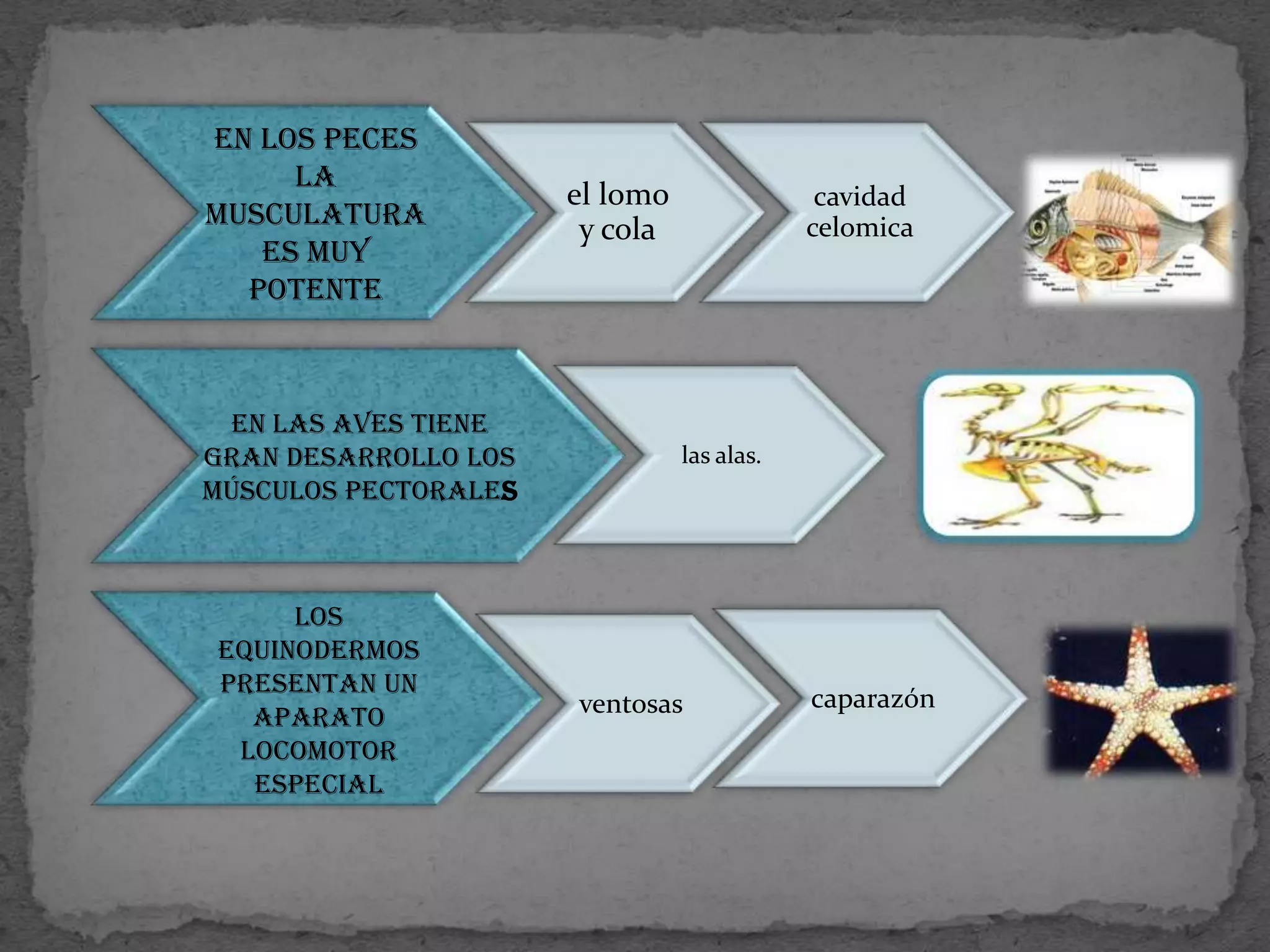 Desarrollo oseo y muscular | PPTX