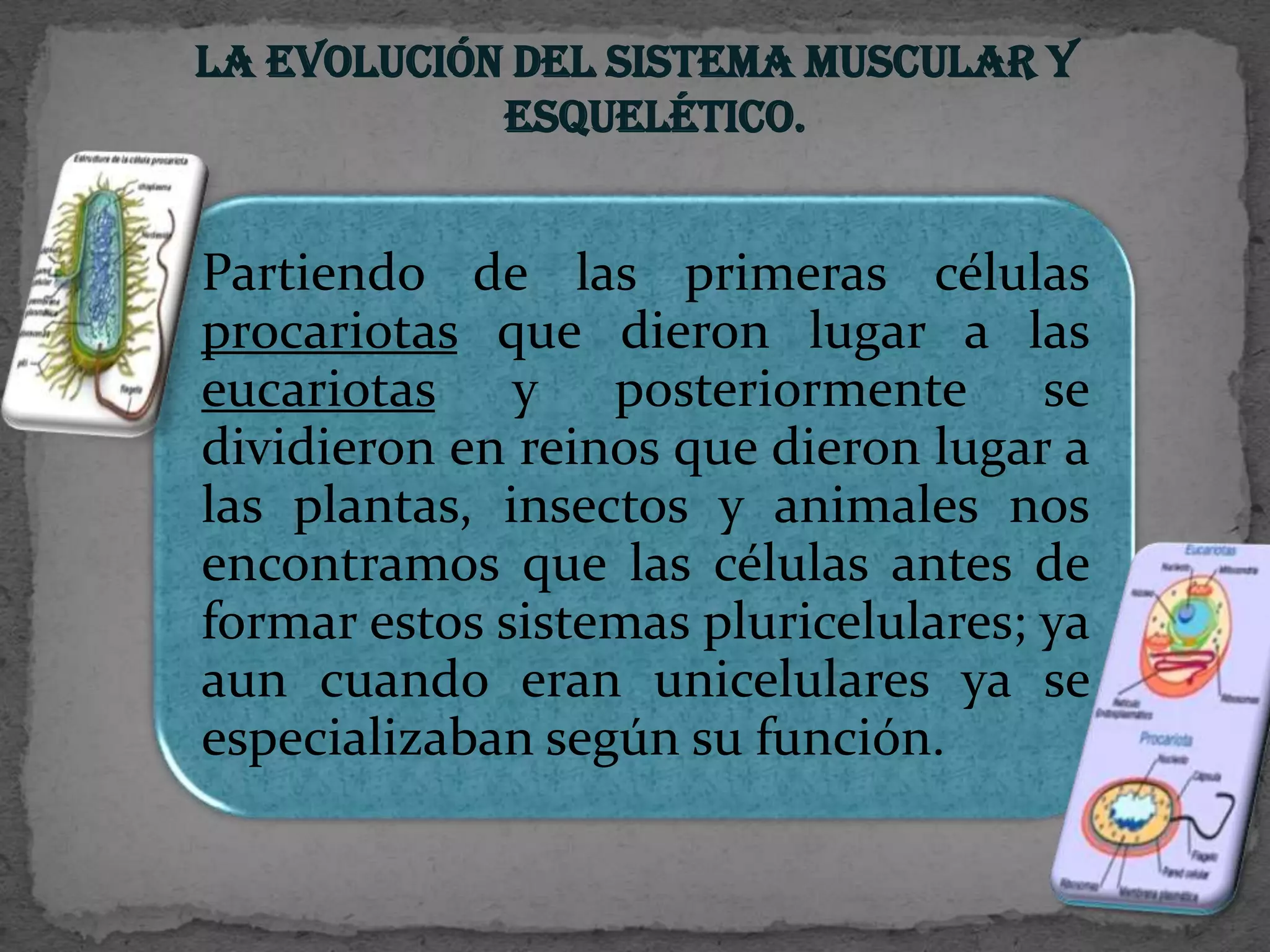 Desarrollo oseo y muscular | PPTX