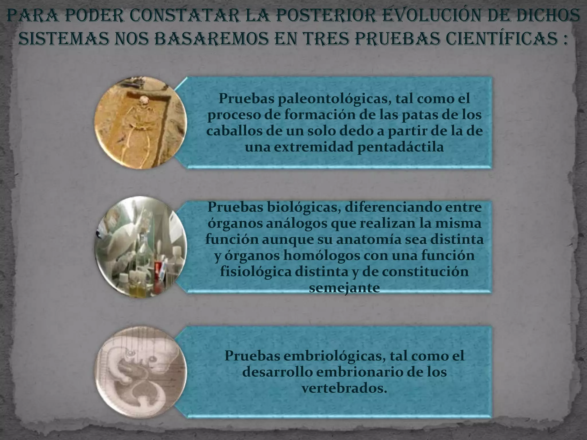 Desarrollo oseo y muscular | PPTX