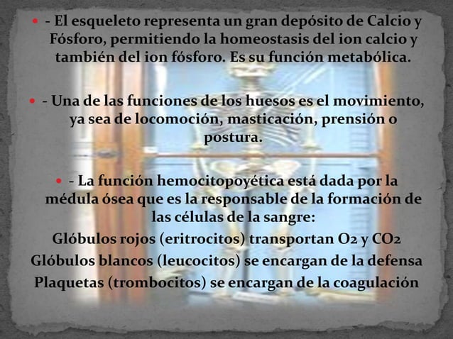 Desarrollo oseo y muscular | PPTX